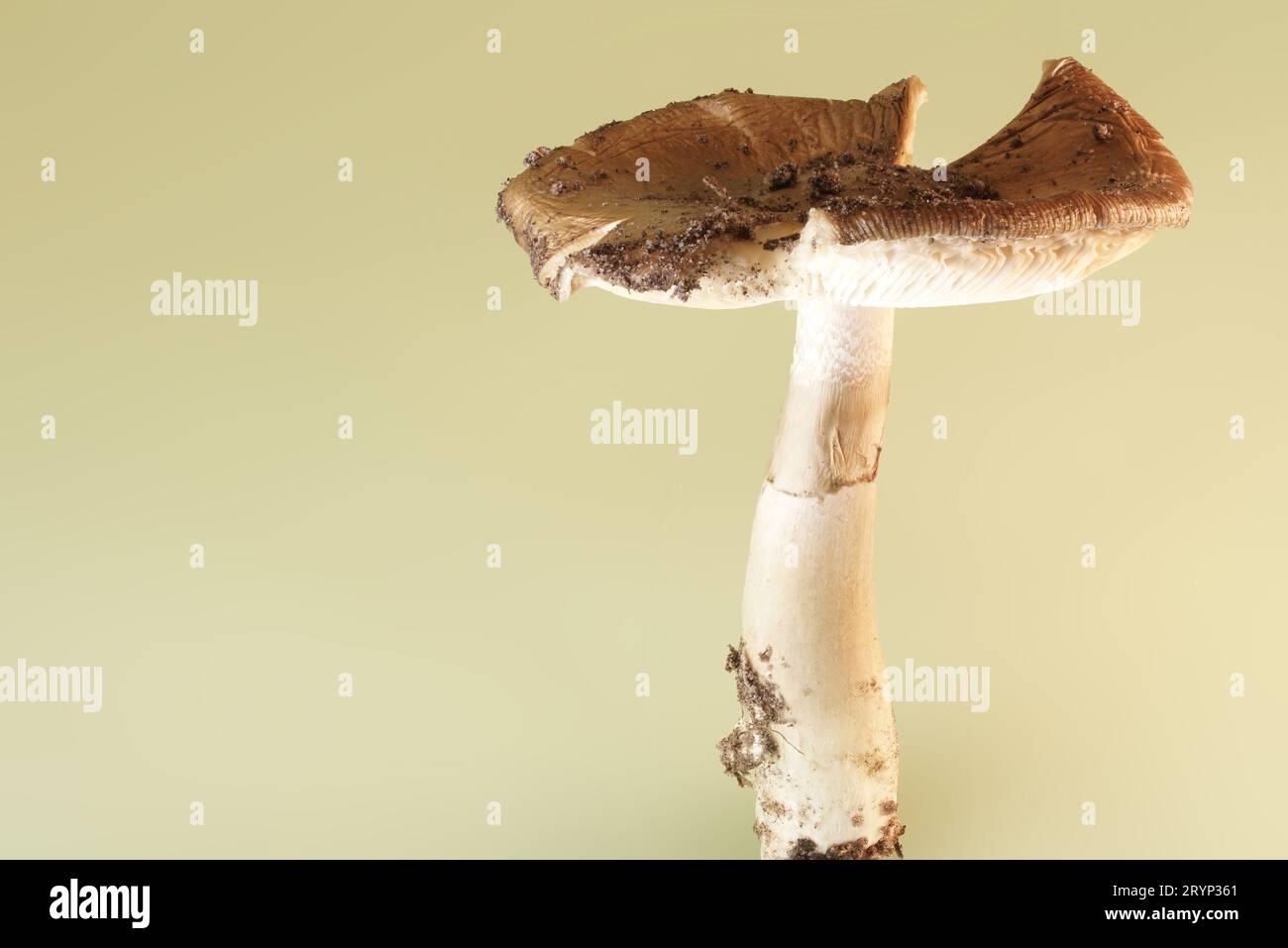 Pilze ganz nah Stock Photo - Alamy
