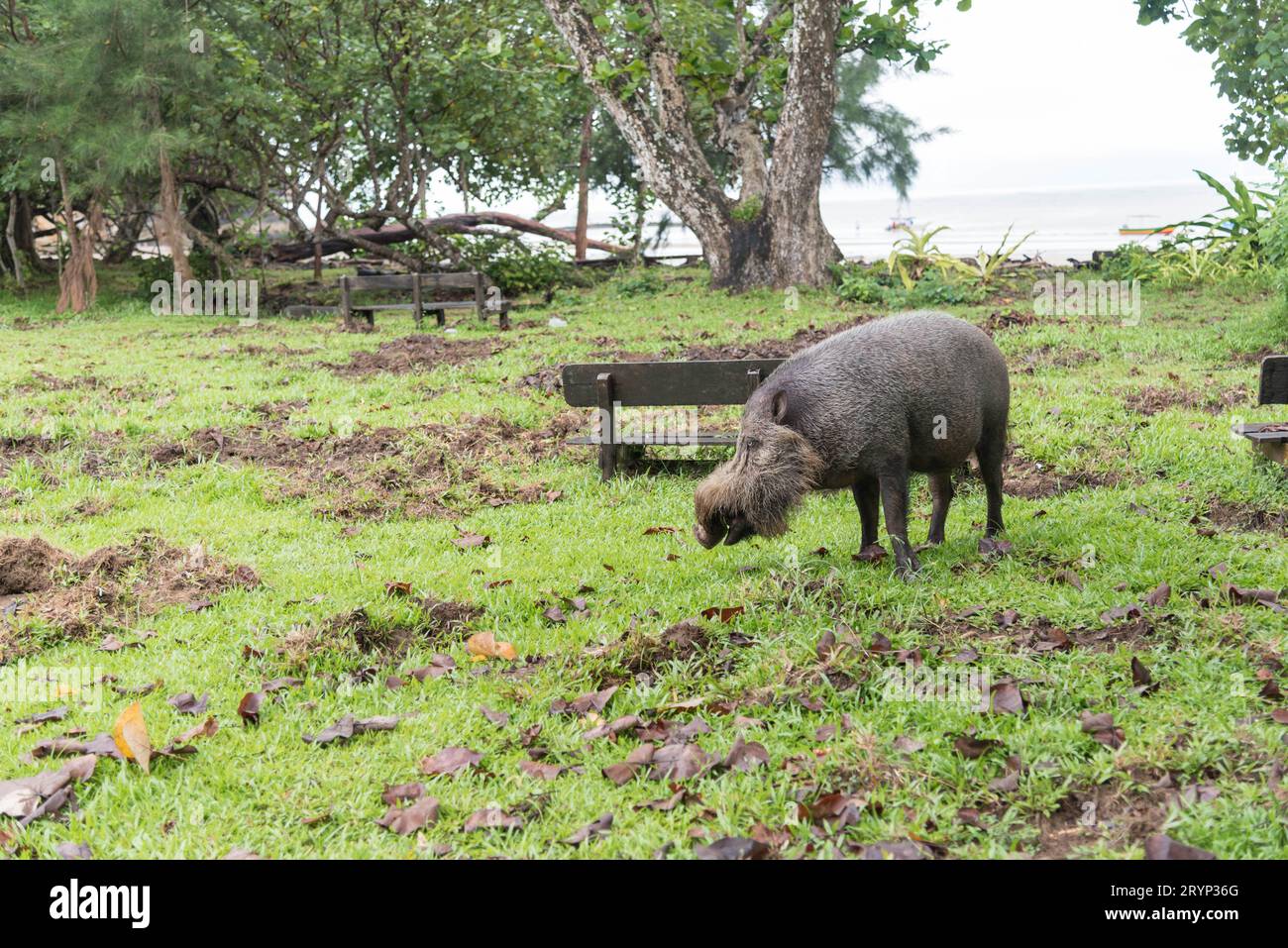 Bornean bearded pig in the wild Stock Photo - Alamy