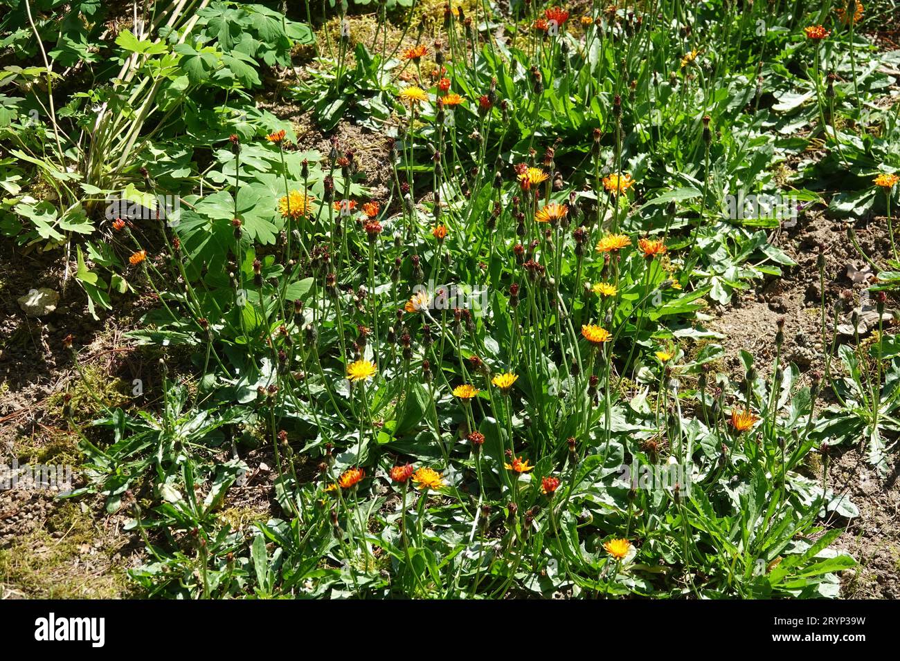Crepis aurea, golden hawksbeard Stock Photo - Alamy
