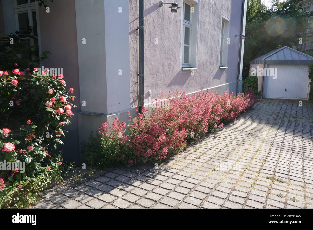 Centranthus rubra hi-res stock photography and images - Alamy