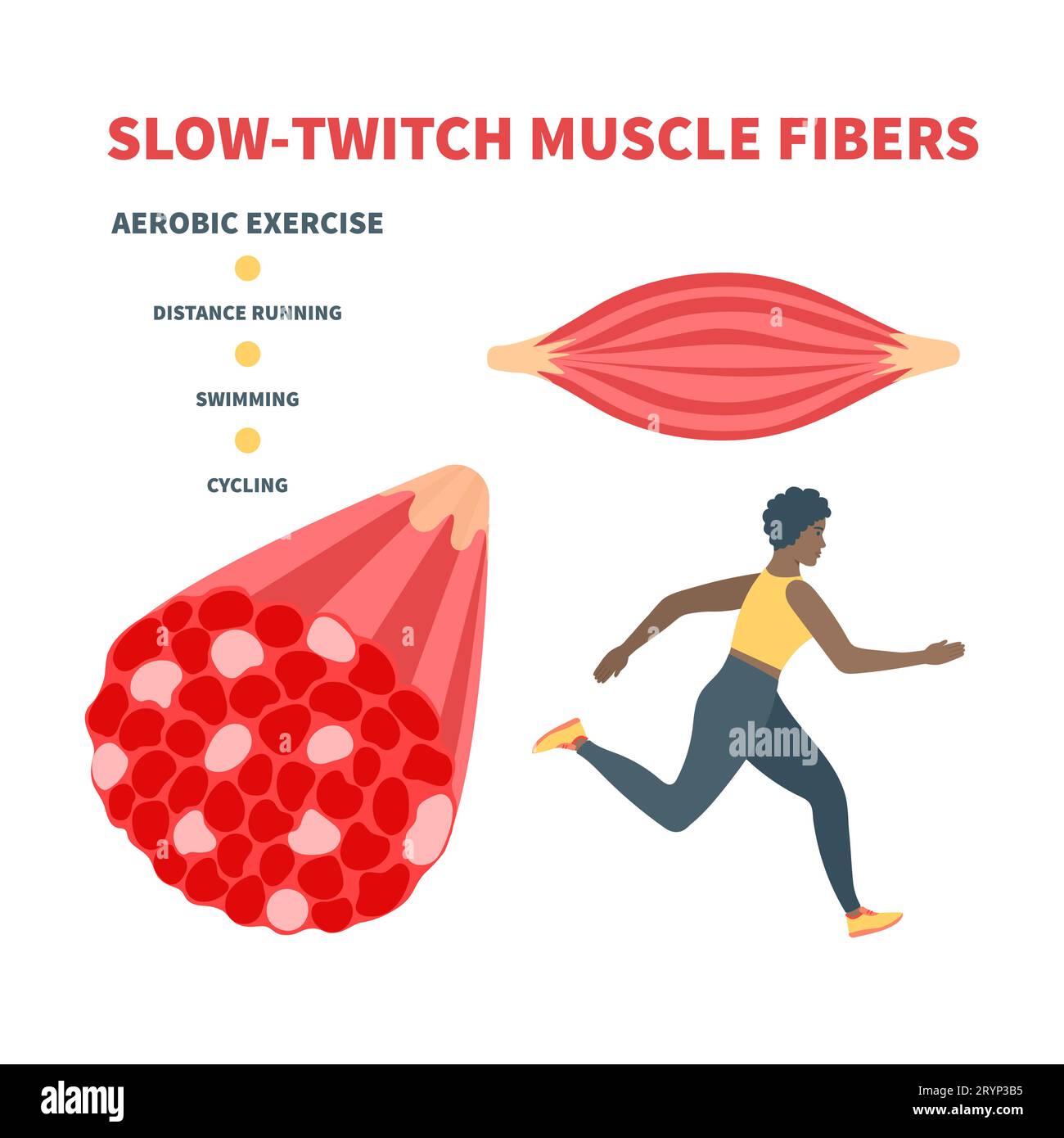 Body muscle anatomy sprinter hi-res stock photography and images - Alamy