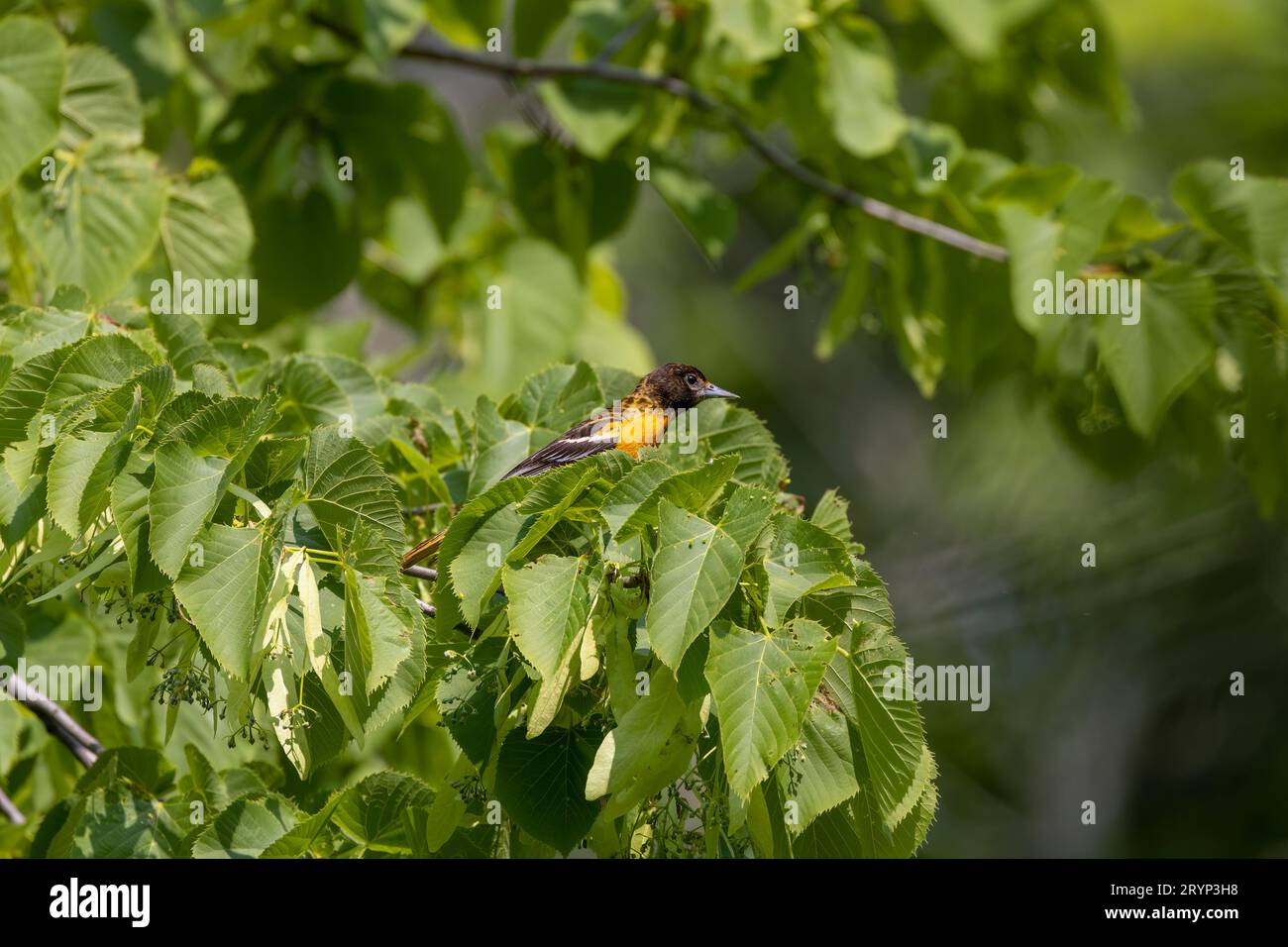 Northern baltimore oriole hi-res stock photography and images - Alamy