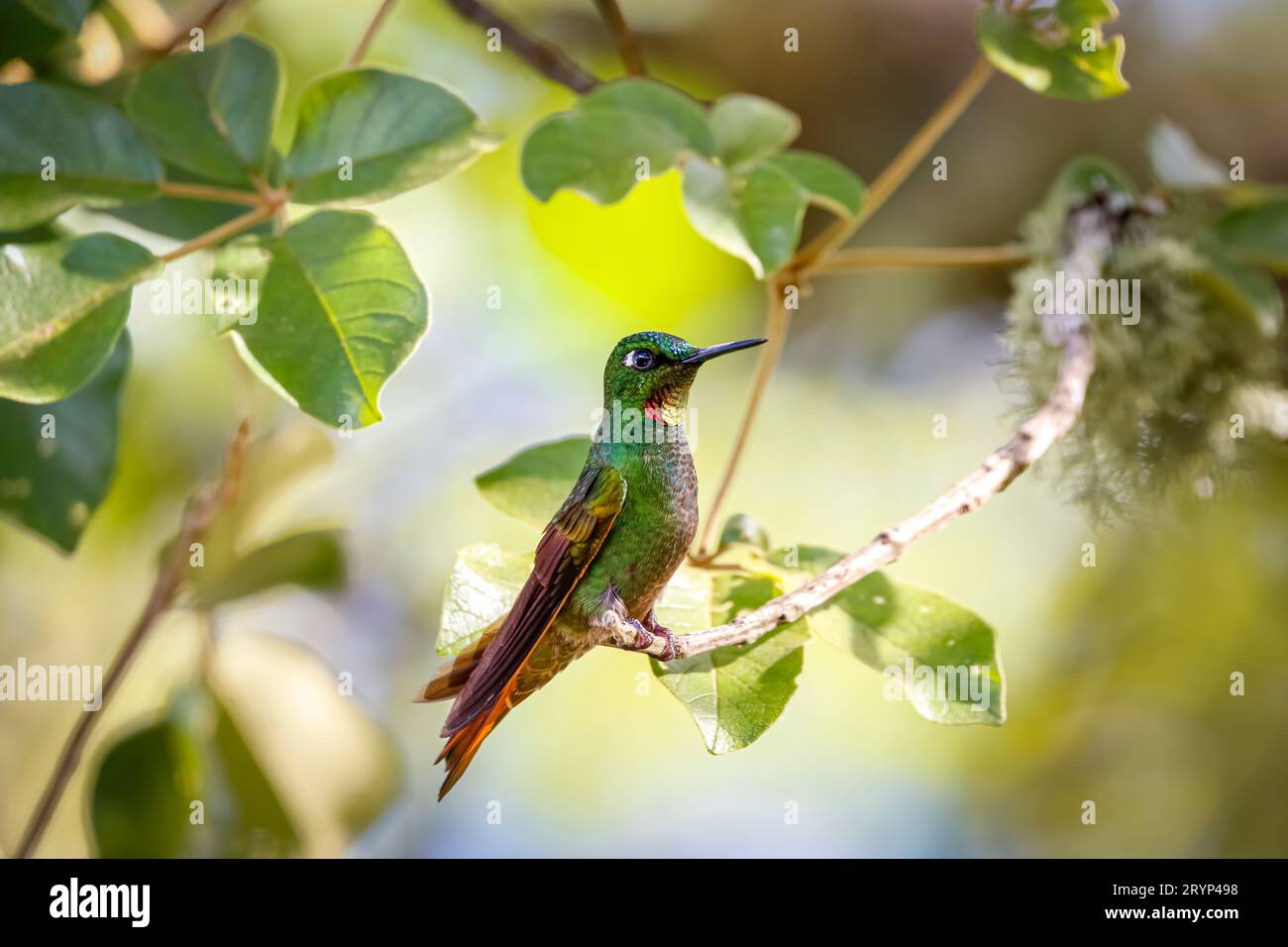 Side view of a Brazilian Ruby perched on a branch against defocused ...