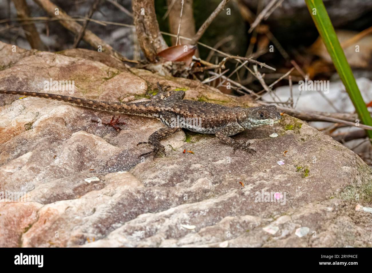 Close-up of a Amazon lava lizard on a rock, Biribiri State Park, Minas ...