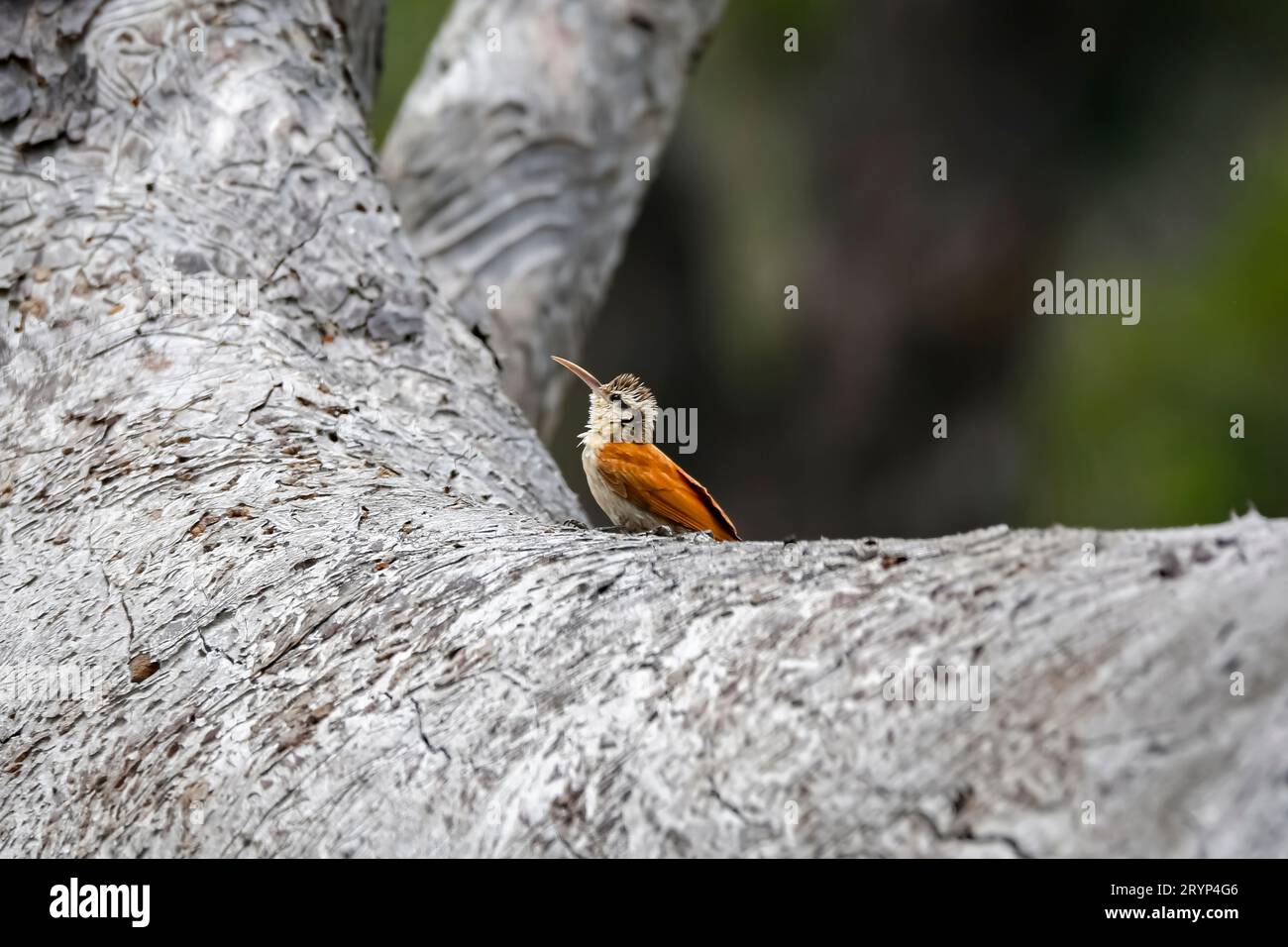 Grey trunk of the tree hi-res stock photography and images - Alamy