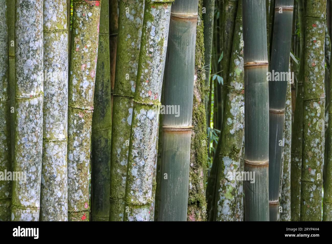 Big bamboo hi-res stock photography and images - Alamy