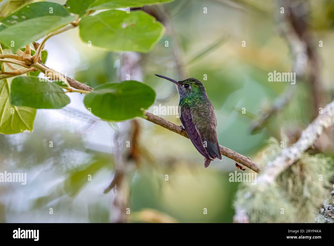 Sideview of a Brazilian ruby perched in a branch against defocused ...