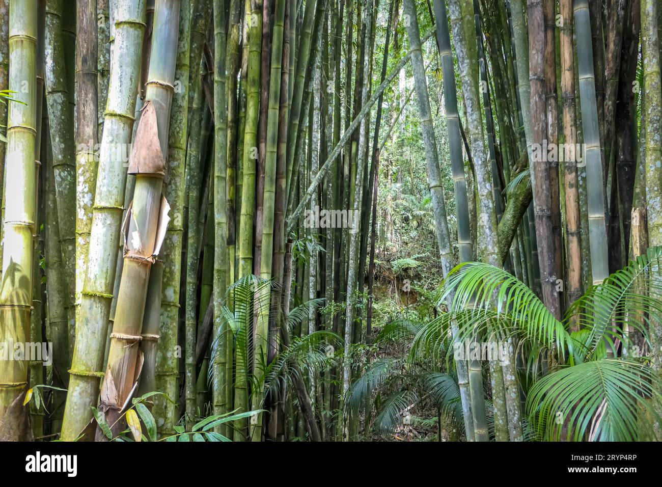 View through bamboo forest, Itatiaia, Rio de Janeiro, Brazil Stock ...