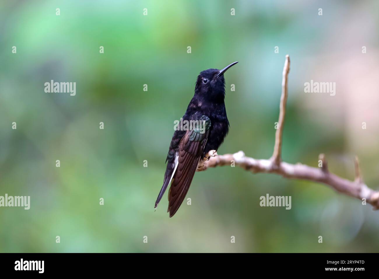Black robin perched on a branch against defocused background, Itatiaia ...