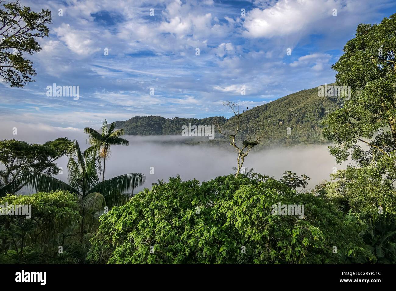 Atlantic forest mountains, valley covered with fog and blue sky with ...