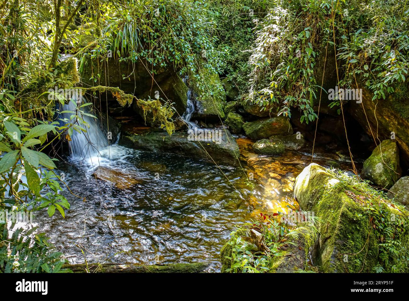 Small scenic waterfall plunging in a pool in tropical Atlantic forest ...