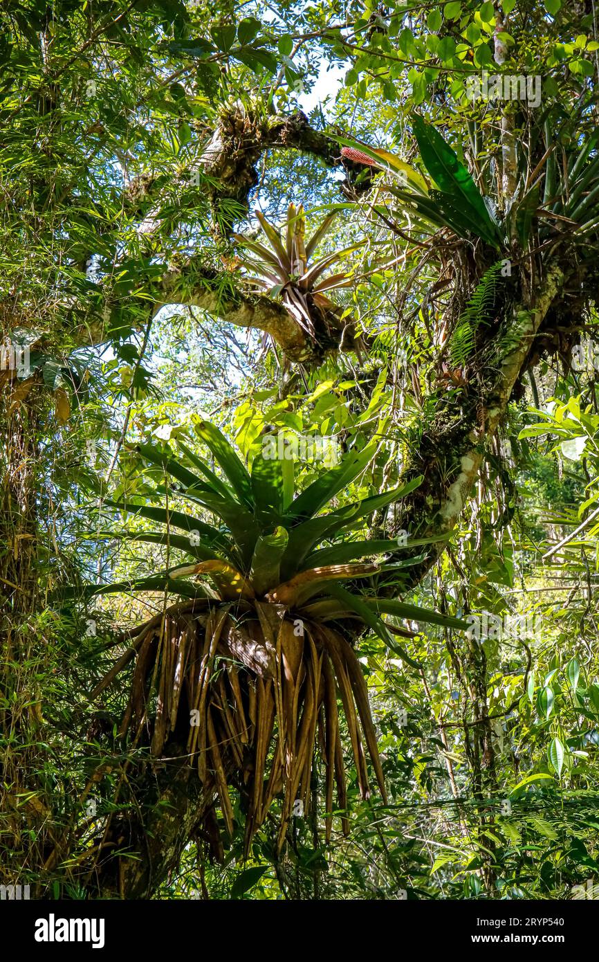 Rainforest tree covered with Moss and epiphytes in Atlantic forest ...