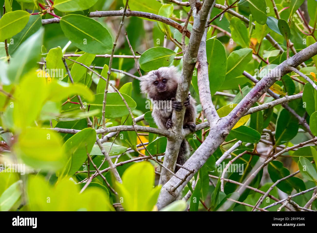 Young Common marmoset sitting on a branch, facing to camera, natural ...