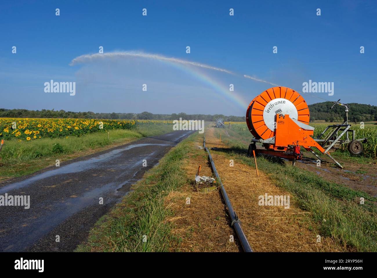 sprinkler irrigation system over sunflower field, Vals, Midi-Pyrénées ...