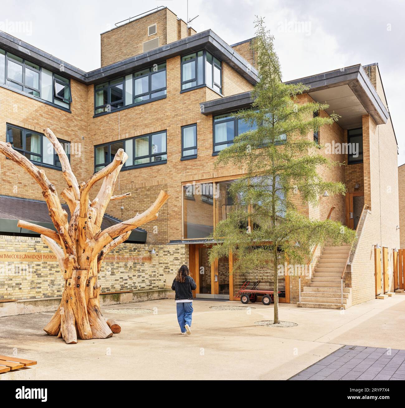 Chinese artist Ai Weiwei's cedar 2022 tree in the First Court at Downing College, University of ...
