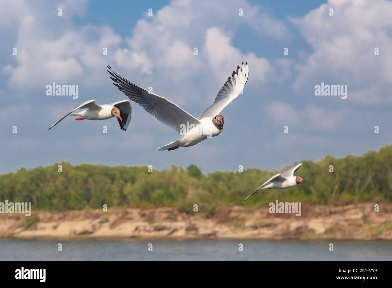 River gull flight, close-up against a blue sky with clouds Stock Photo ...