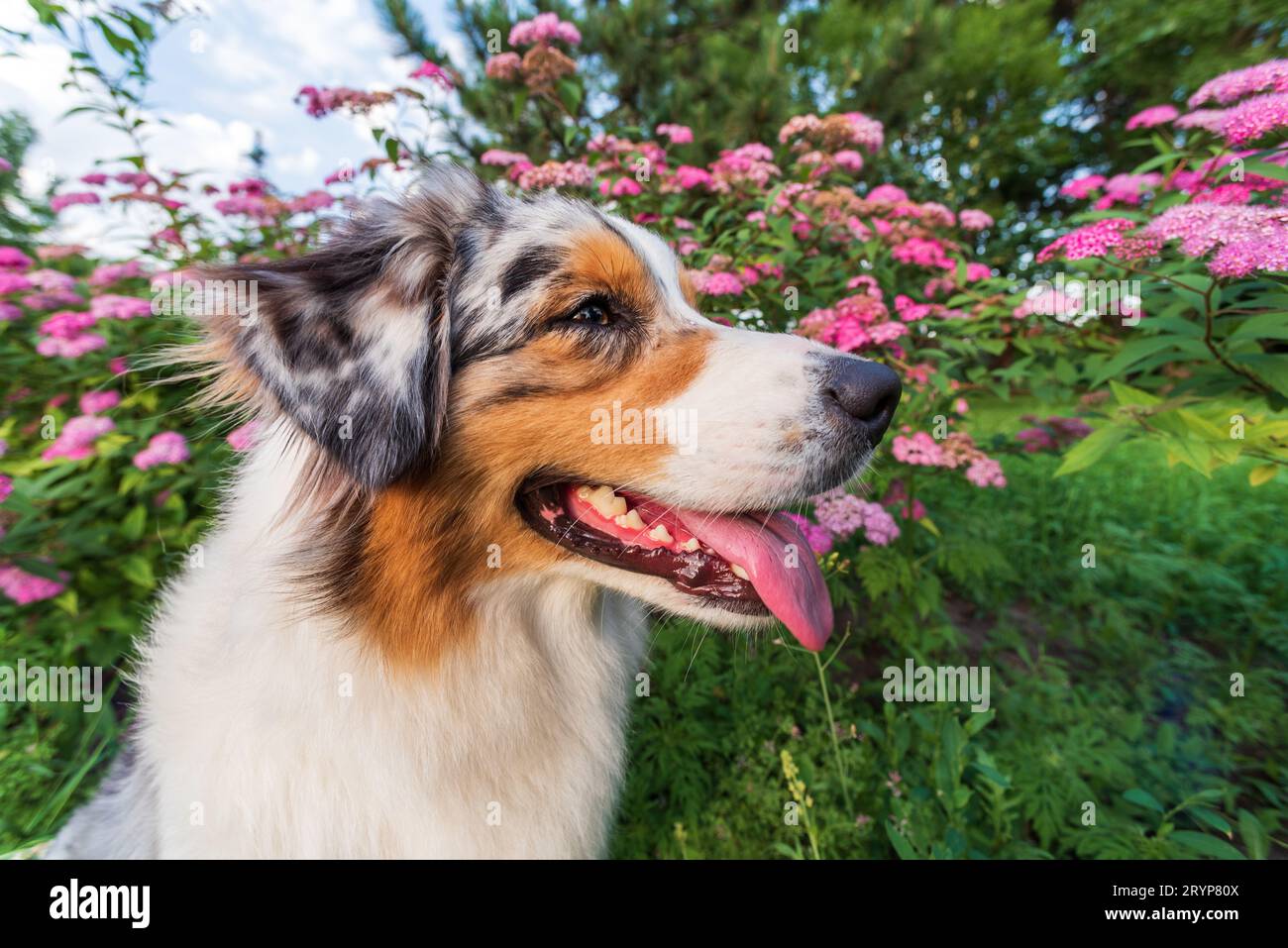 Purebred australian shepherd dog for a walk in the park Stock Photo - Alamy