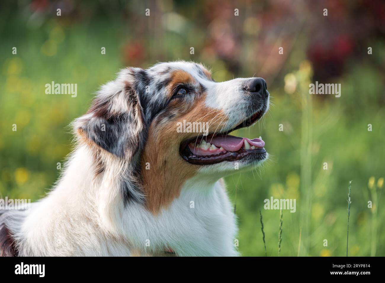 Australian shepherd head hi-res stock photography and images - Alamy