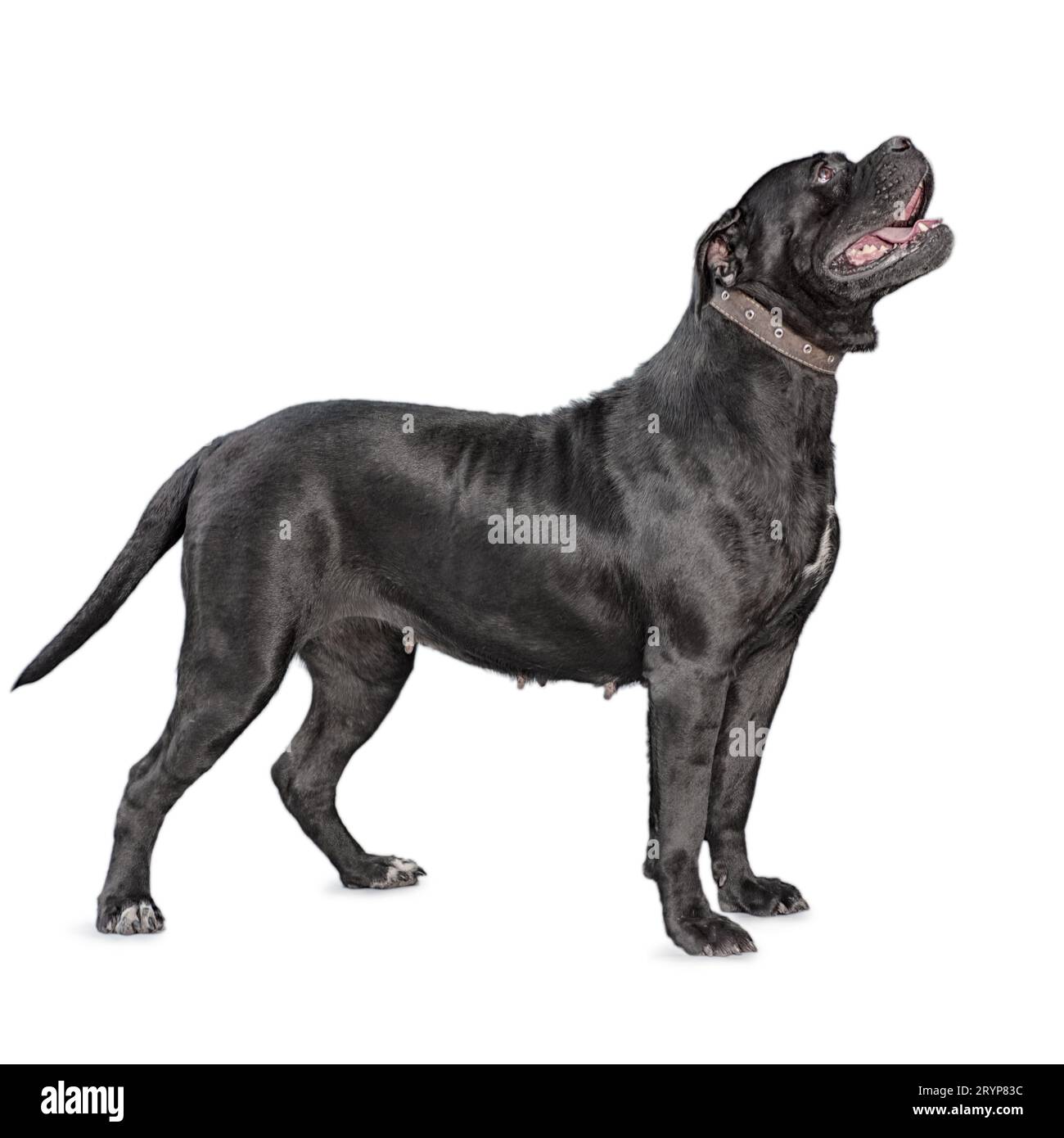 One cane corso dog isolated on white background Stock Photo - Alamy