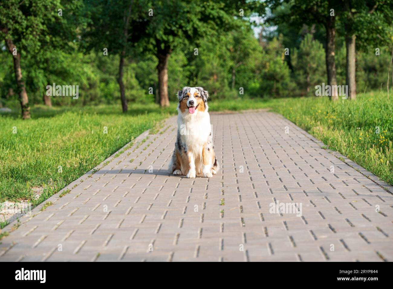 Purebred hi-res stock photography and images - Alamy