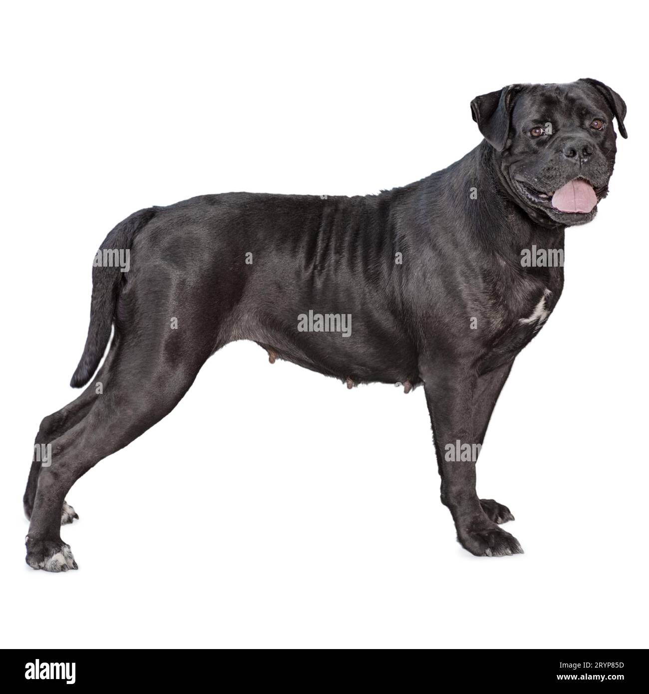 One cane corso dog isolated on white background Stock Photo - Alamy