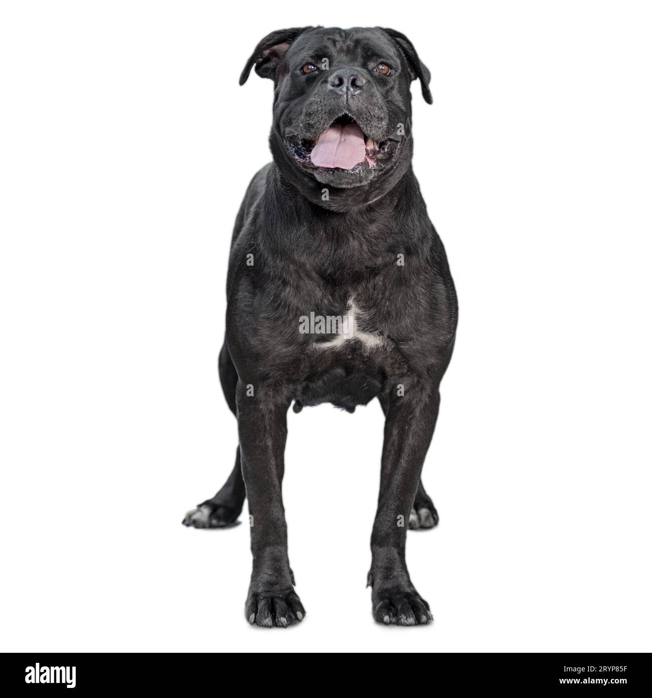 One cane corso dog isolated on white background Stock Photo - Alamy