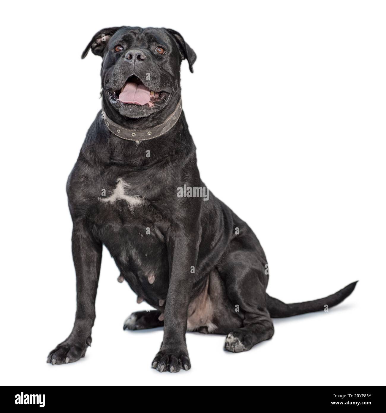 One cane corso dog isolated on white background Stock Photo - Alamy