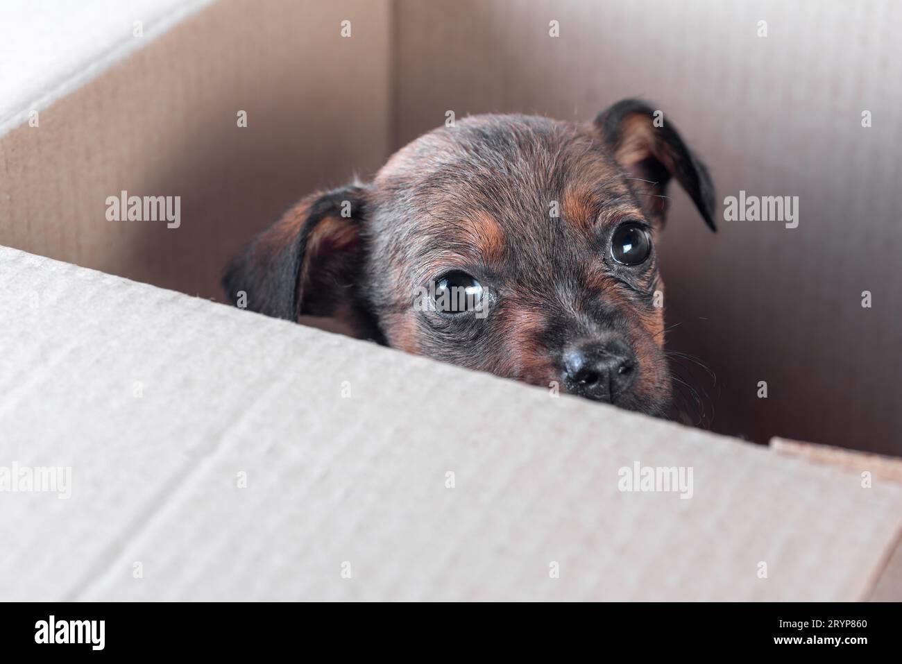 Doorbell puppy hi-res stock photography and images - Alamy