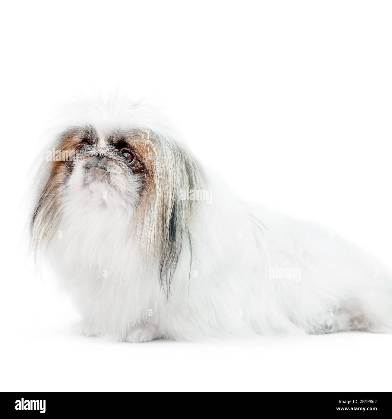 One Pekingese dog isolated on white background Stock Photo - Alamy