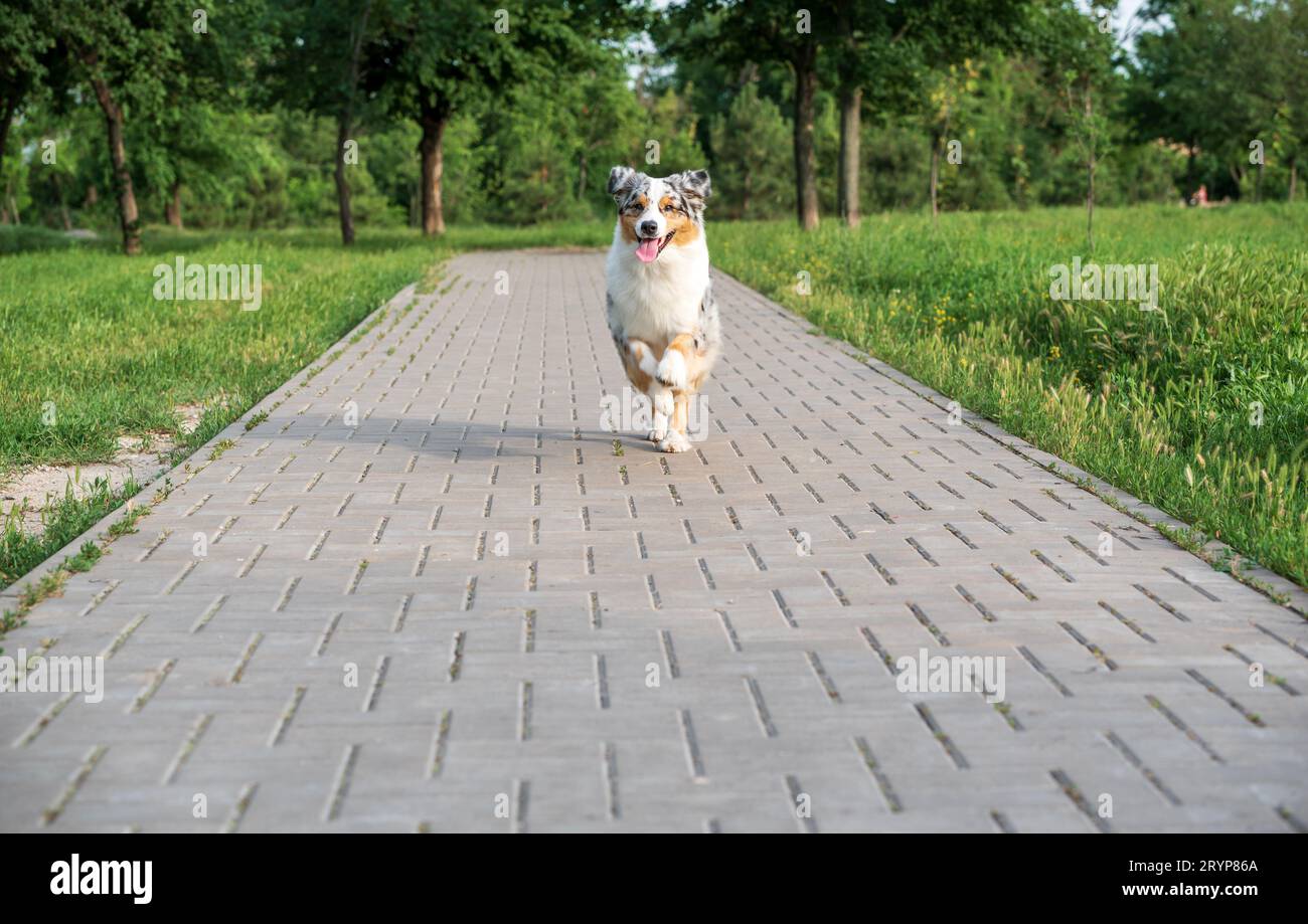 Purebred australian shepherd dog for a walk in the park Stock Photo - Alamy