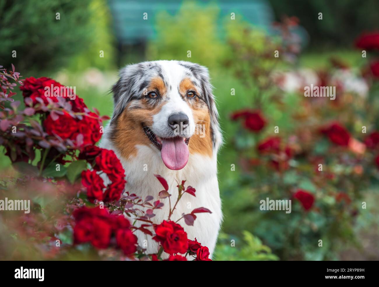Purebred australian shepherd dog for a walk in the park Stock Photo - Alamy
