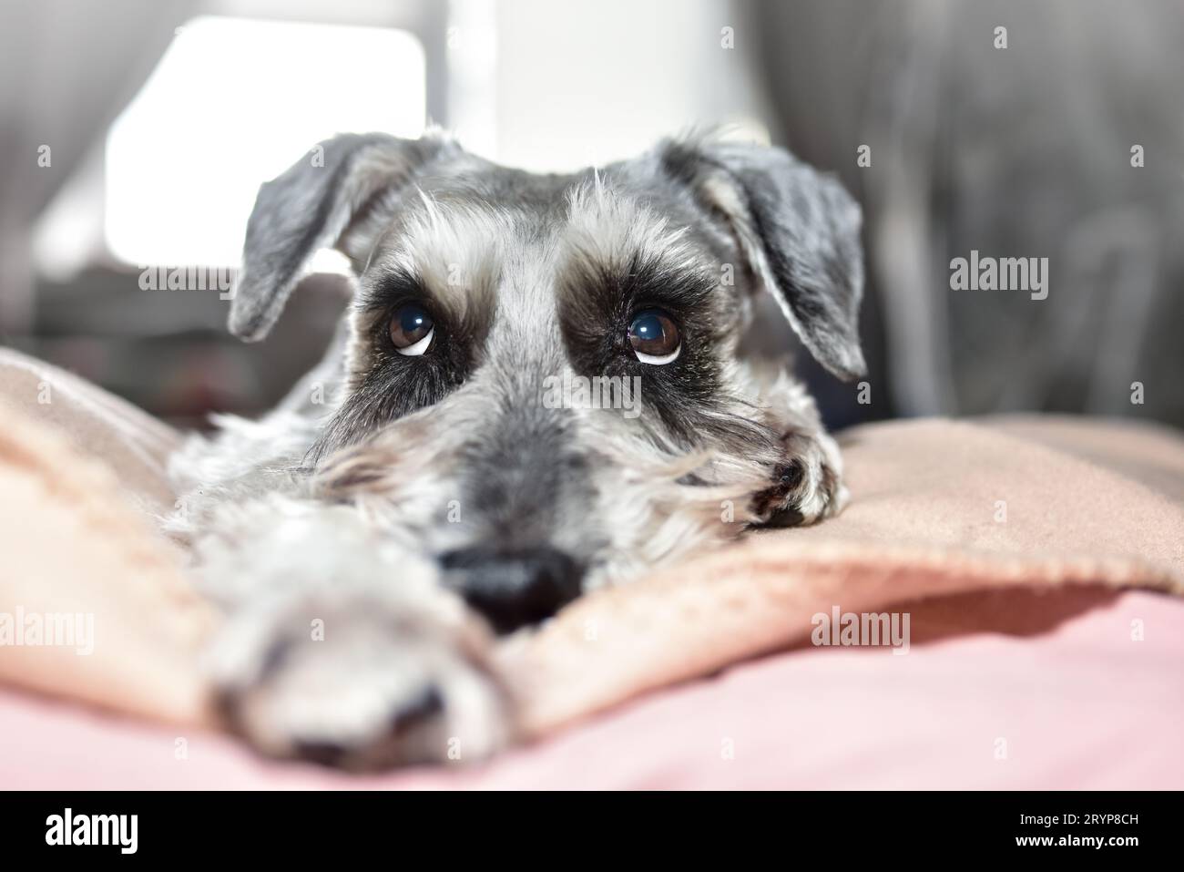 A grey dog of the Schnauzer breed cutely looks up while lying on the ...