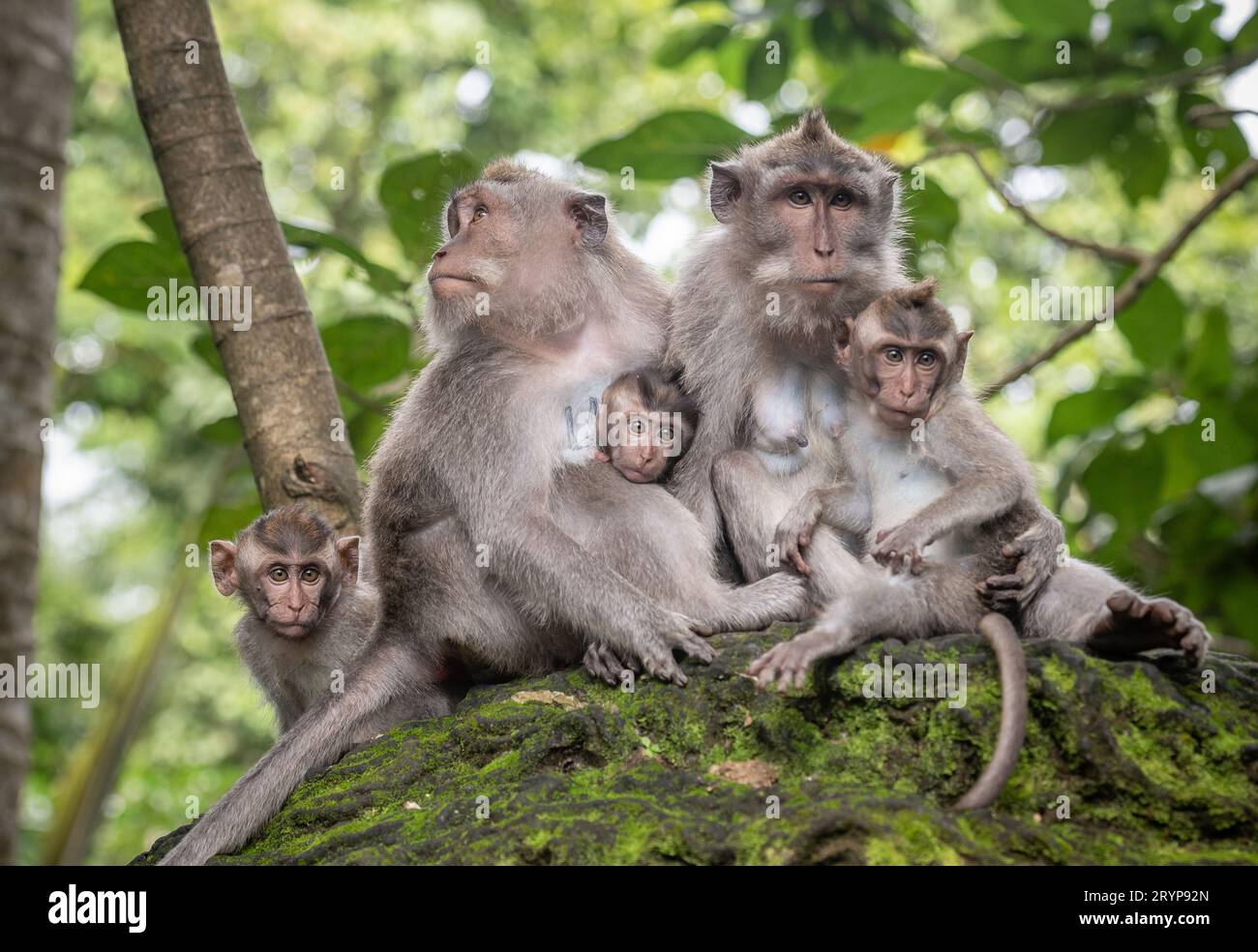 Ubud monkey forest sanctuary hi-res stock photography and images - Alamy