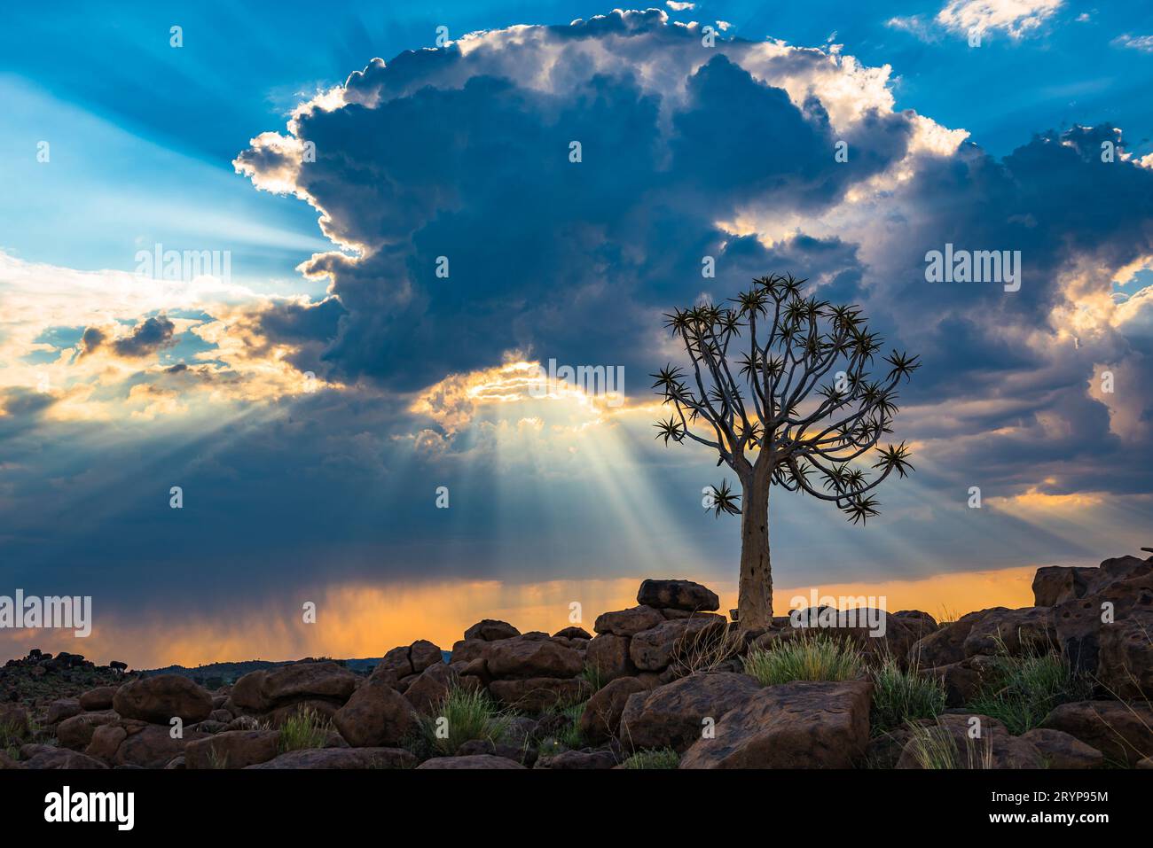 The quiver tree, or aloe dichotoma, Keetmanshoop, Namibia Stock Photo ...