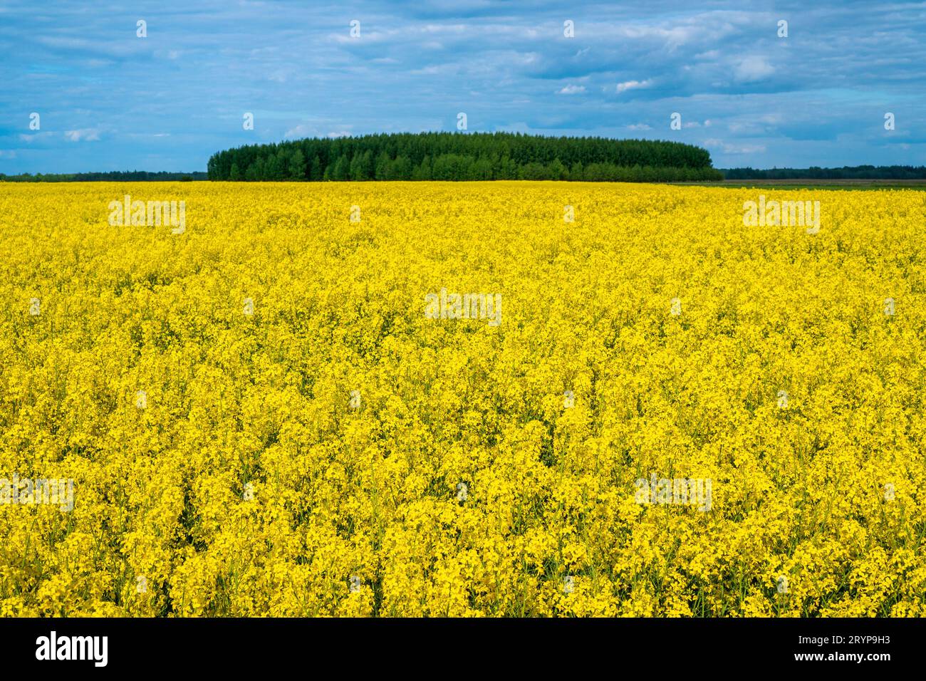 Cultivation rapeseed crop oil hi-res stock photography and images - Alamy