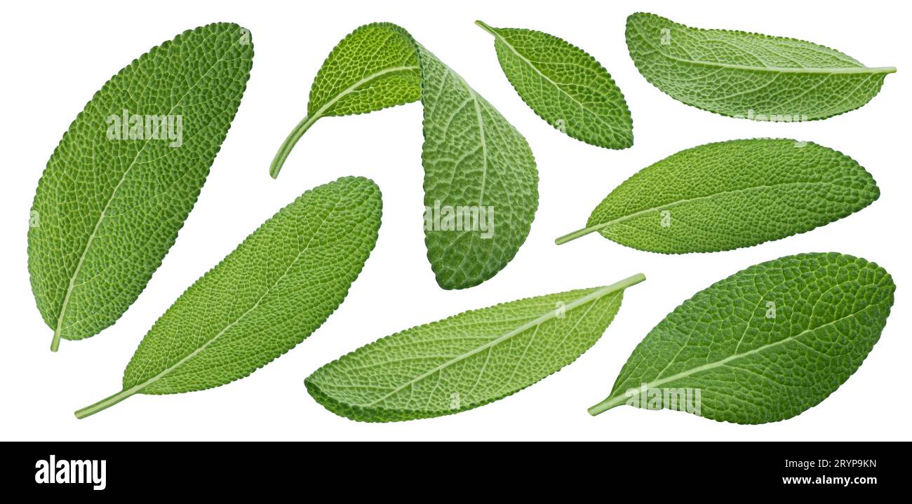 Green tea leaves full Cut Out Stock Images & Pictures - Alamy