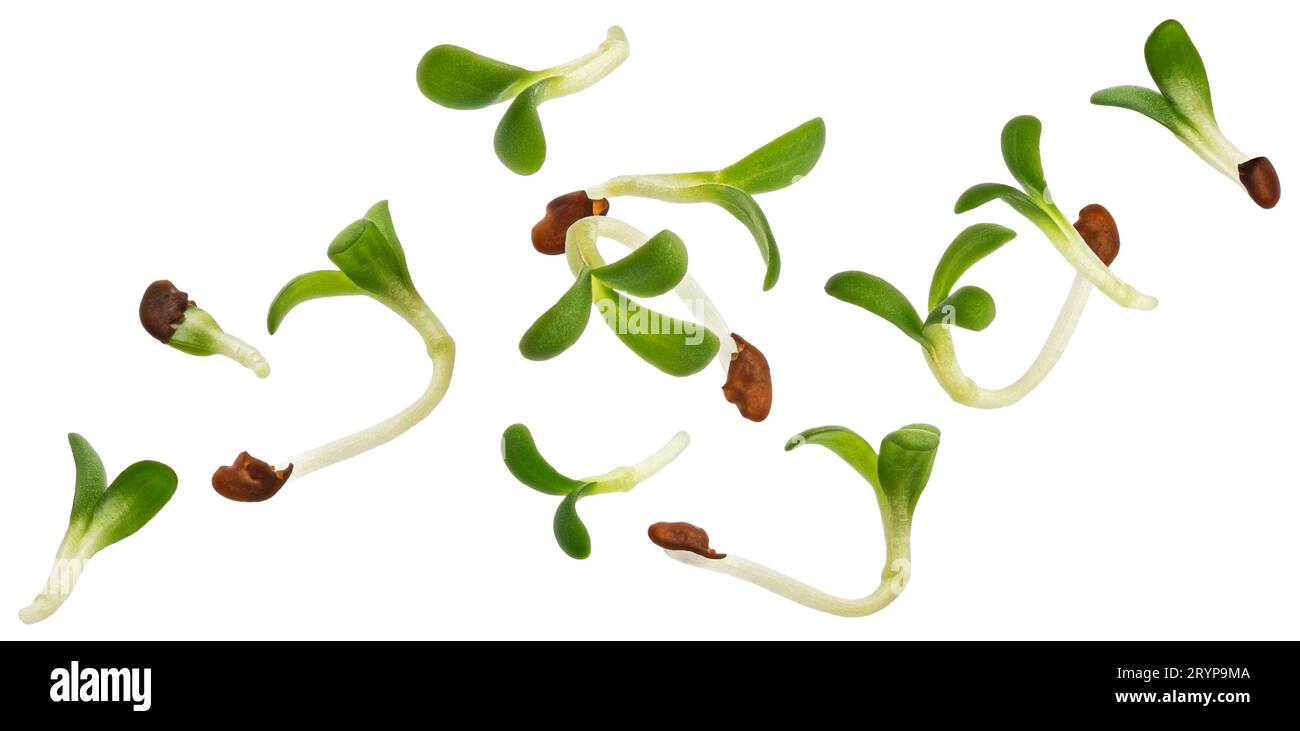 Young microgreen leaves, fresh broccoli sprouts isolated white ...