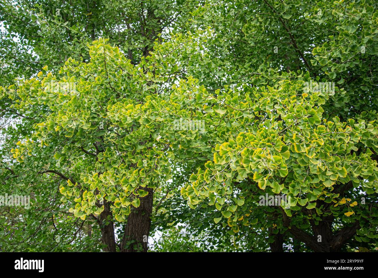 Ginkgo forest background hi-res stock photography and images - Alamy