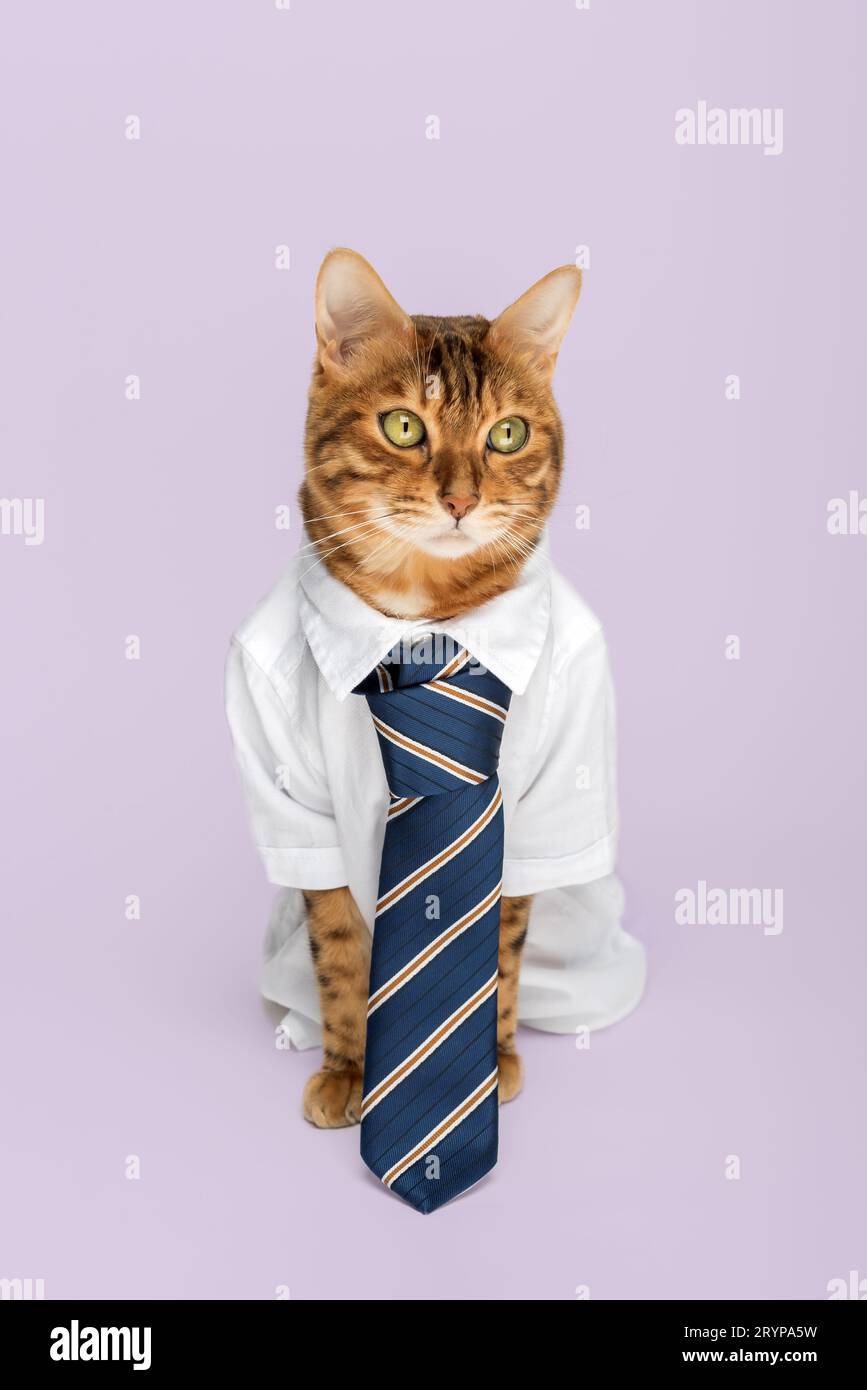 Business cat in a shirt with a tie on a purple background Stock Photo ...
