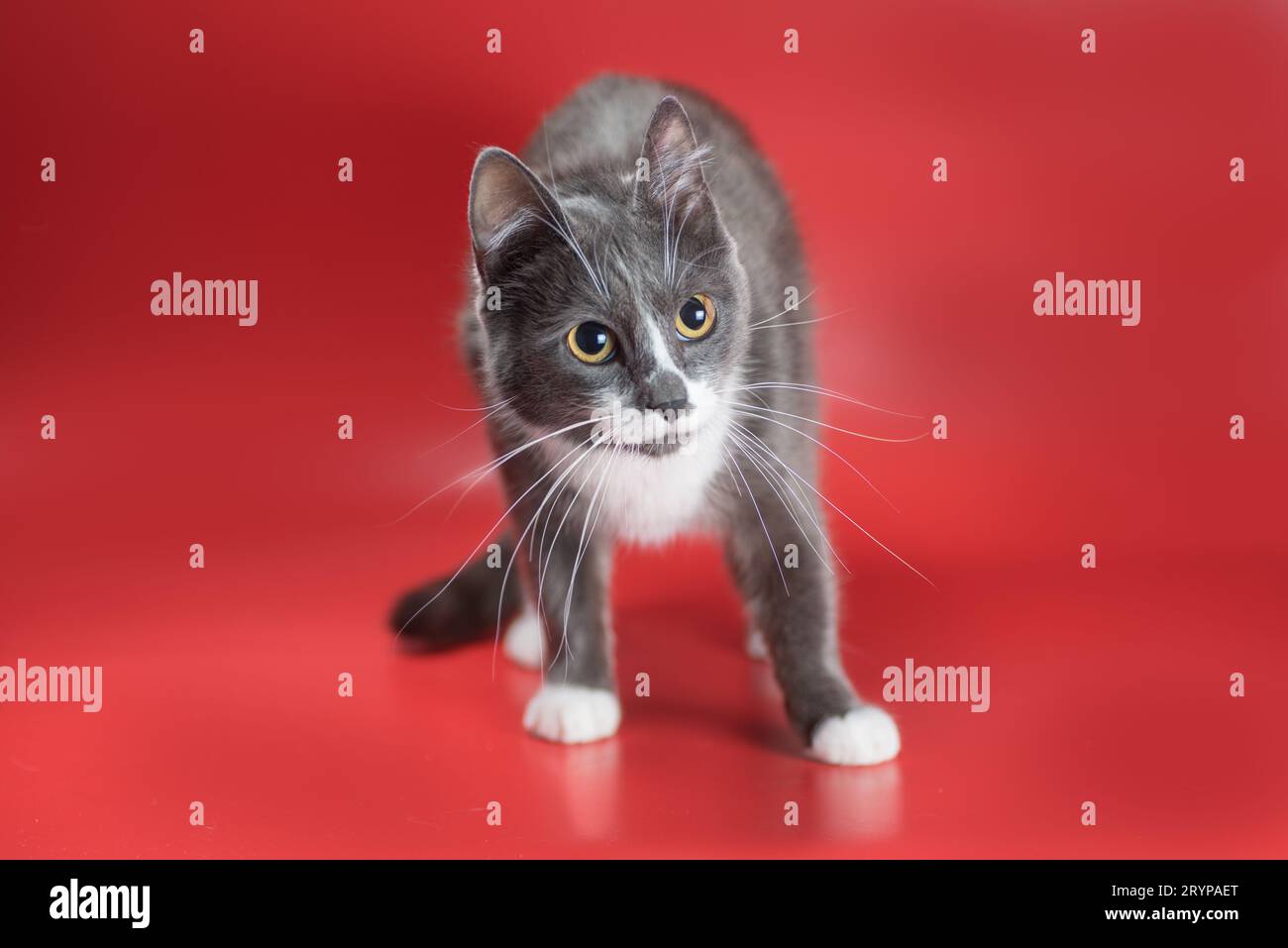 Silver-and-white cat stands tensely on a red background Stock Photo - Alamy