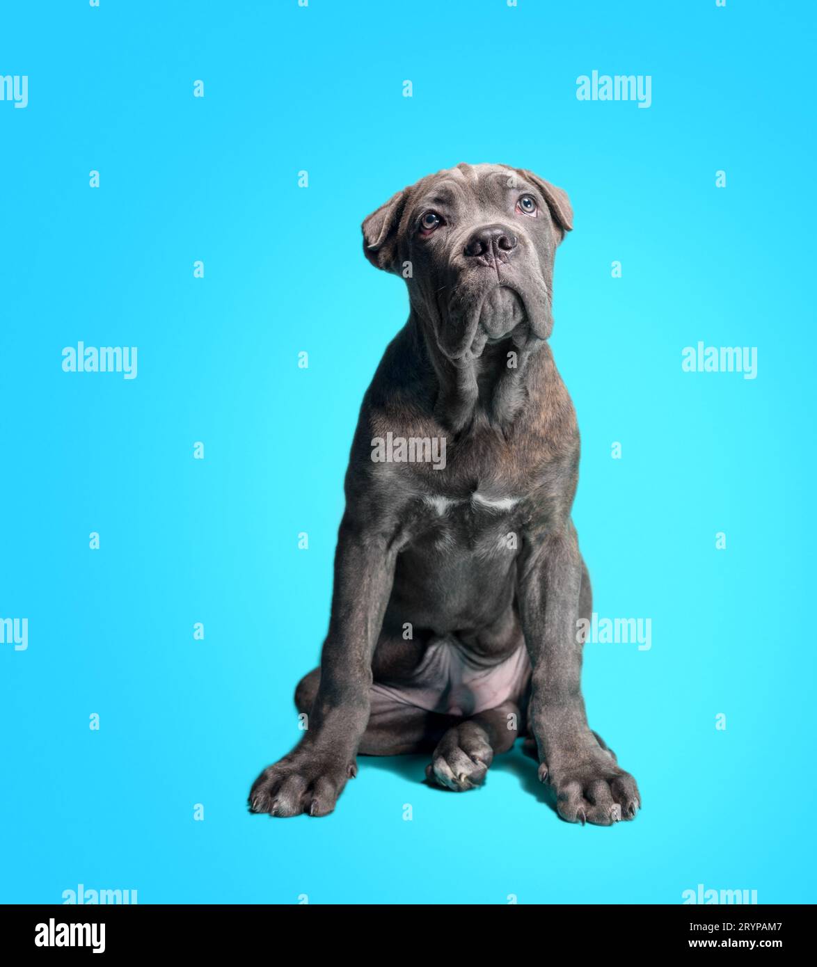 Blue Cane Corso Italiano