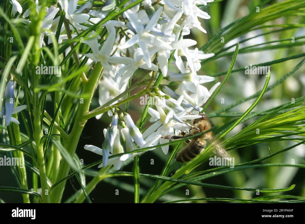 Amsonia tabernaemontana, Eastern Bluestar, bee Stock Photo - Alamy