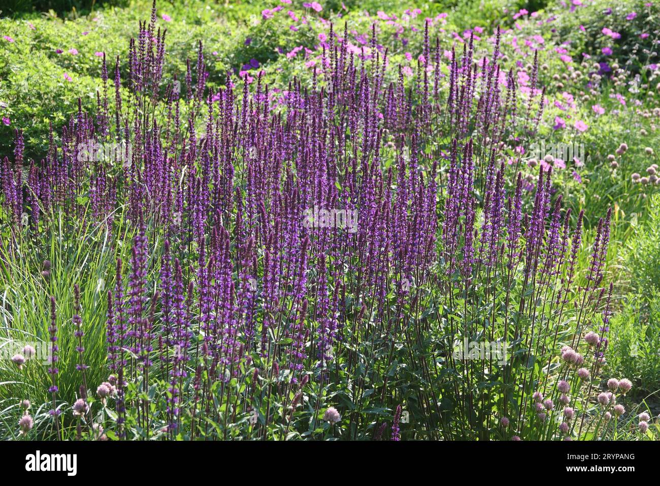 Salvia nemorosa, woodland sage Stock Photo - Alamy