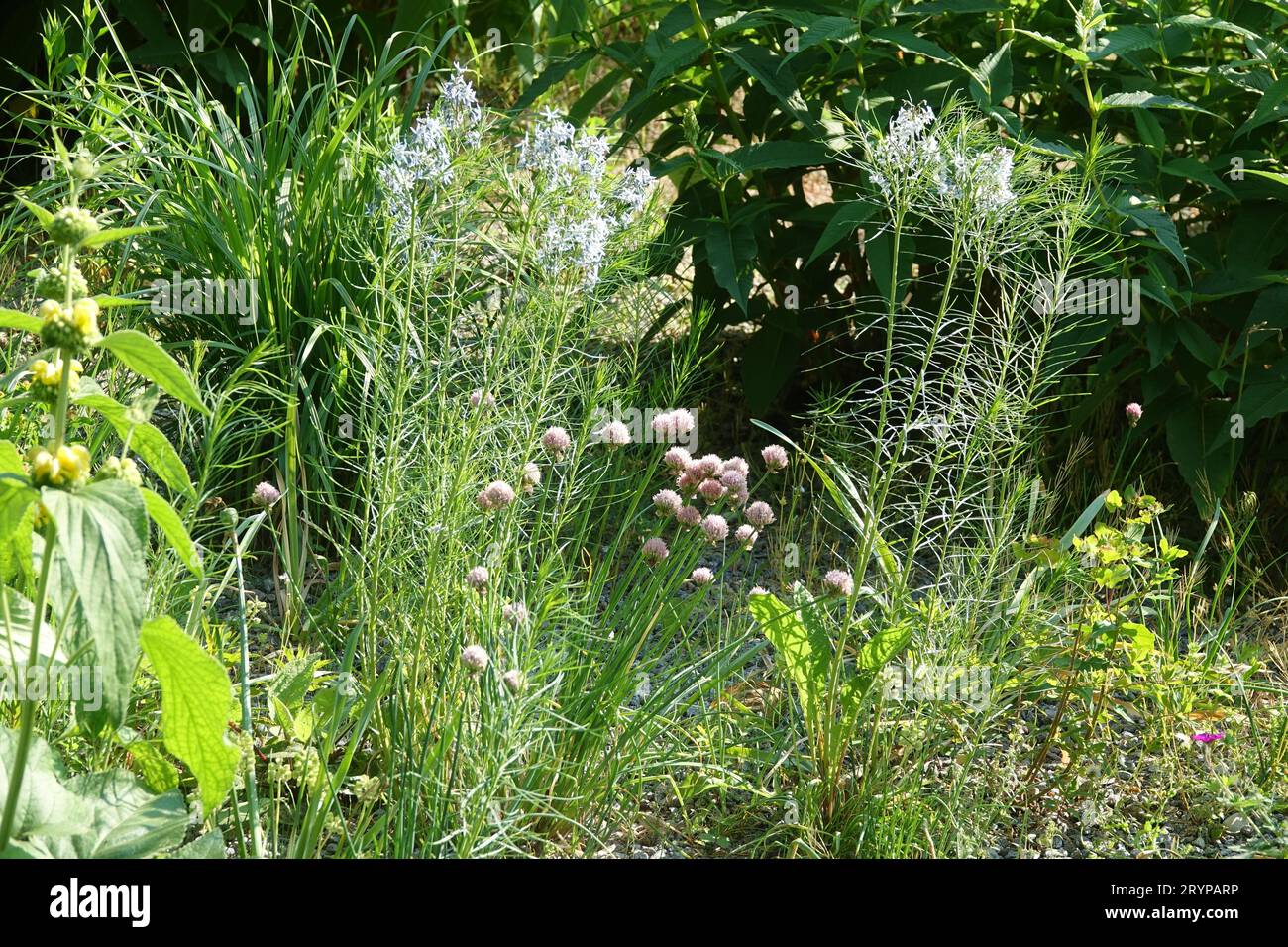 Amsonia tabernaemontana, Eastern Bluestar Stock Photo - Alamy