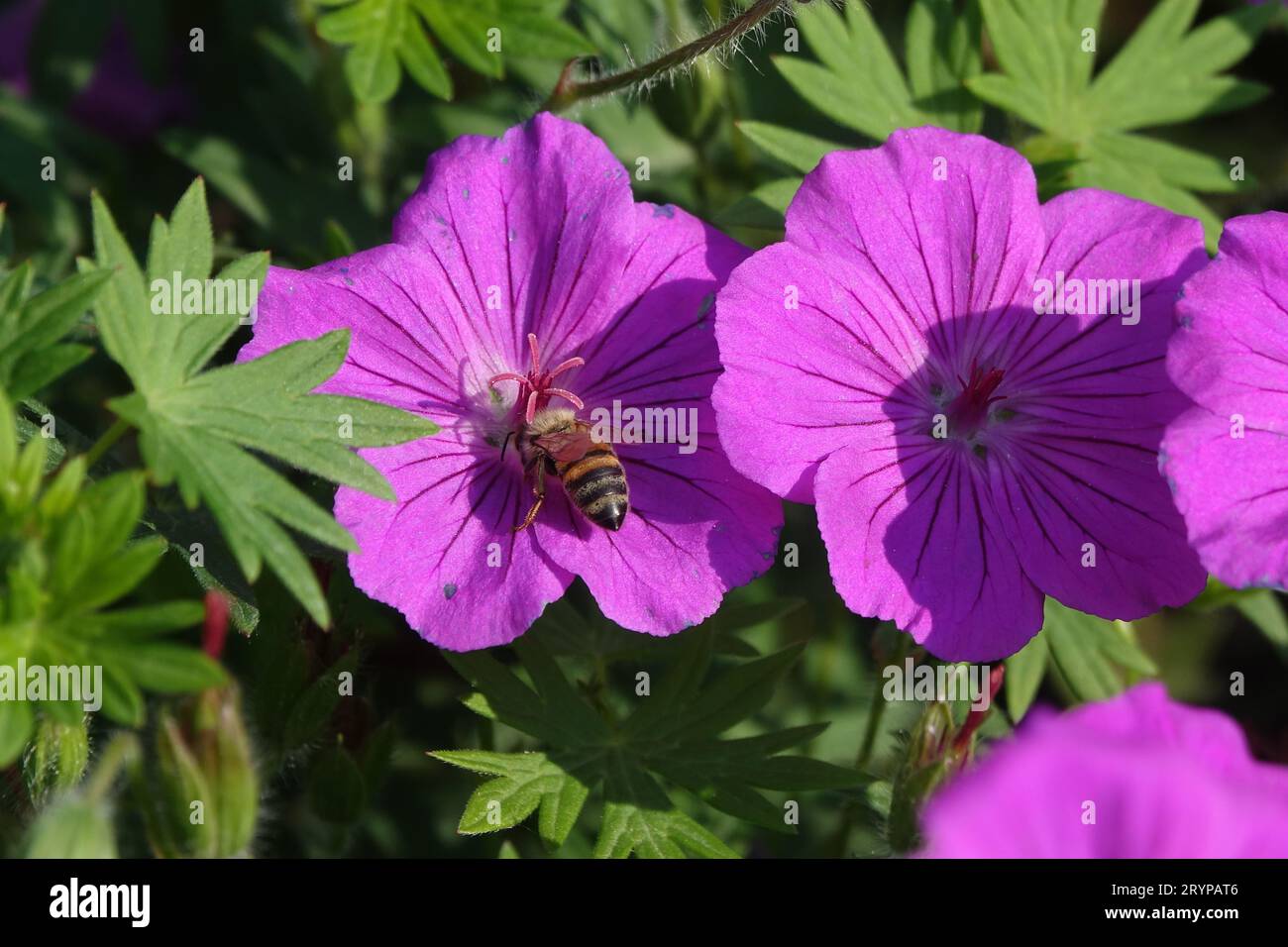 Geranium sanguineum, bloody cranesbill, bee Stock Photo - Alamy