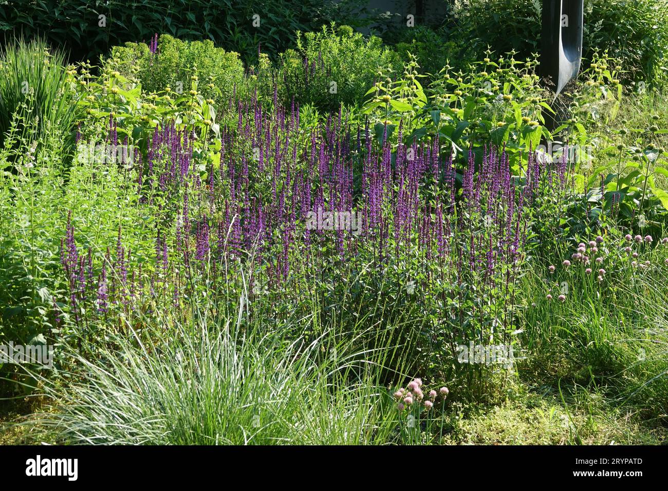 Salvia nemorosa, woodland sage Stock Photo - Alamy