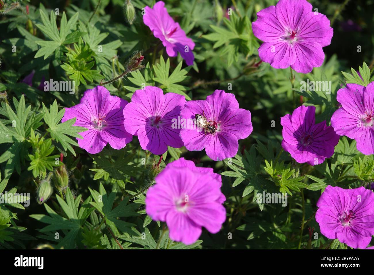Geranium sanguineum, bloody cranesbill, bee Stock Photo - Alamy