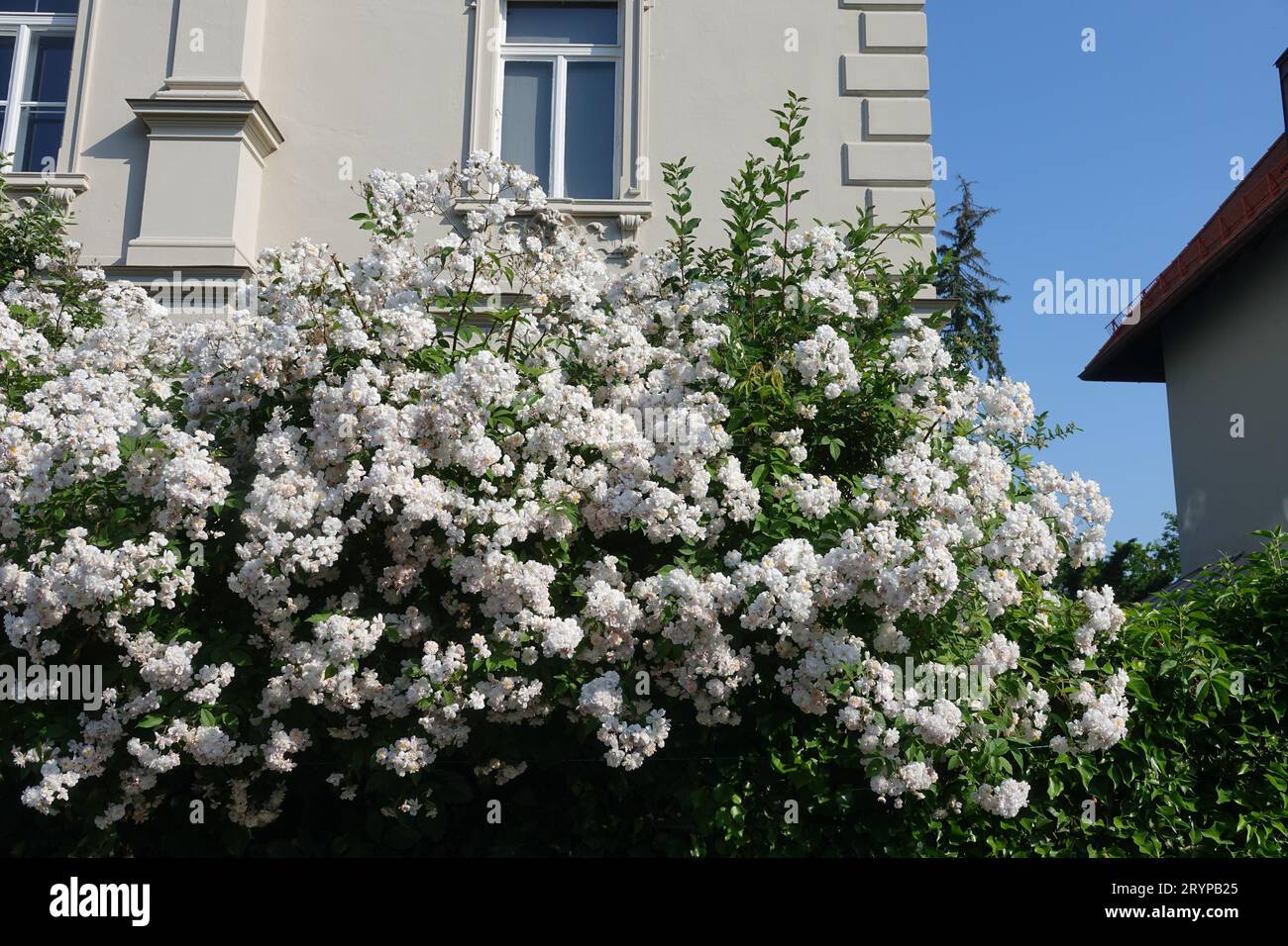 Multiflora rambler hi-res stock photography and images - Alamy