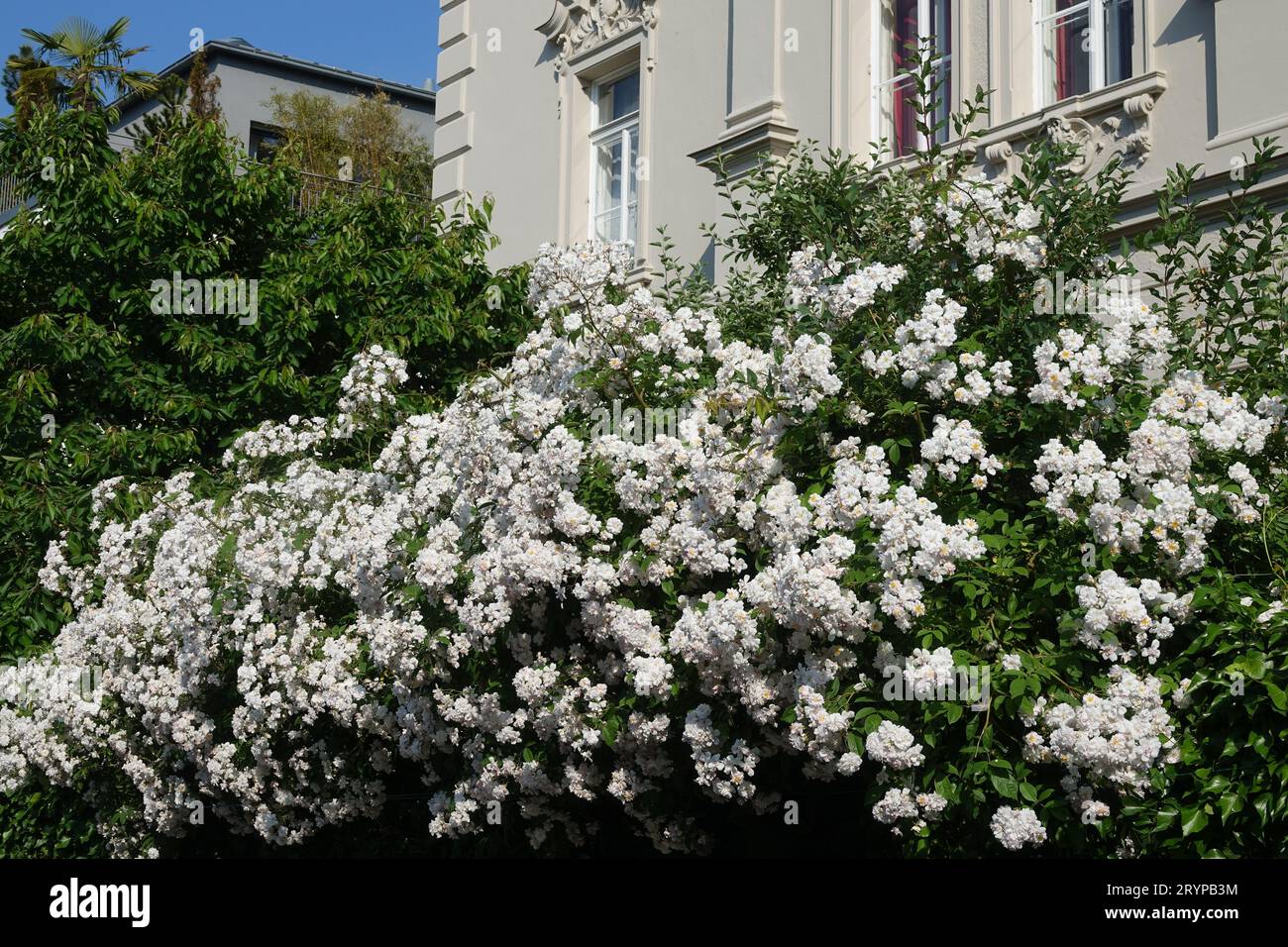 Multiflora rose rosa multiflora shrub hi-res stock photography and ...