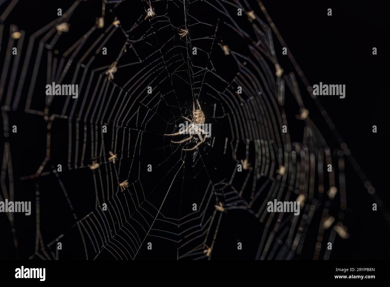 Bridge-spider (Larinioides sclopetarius),on the spider net, commonly ...